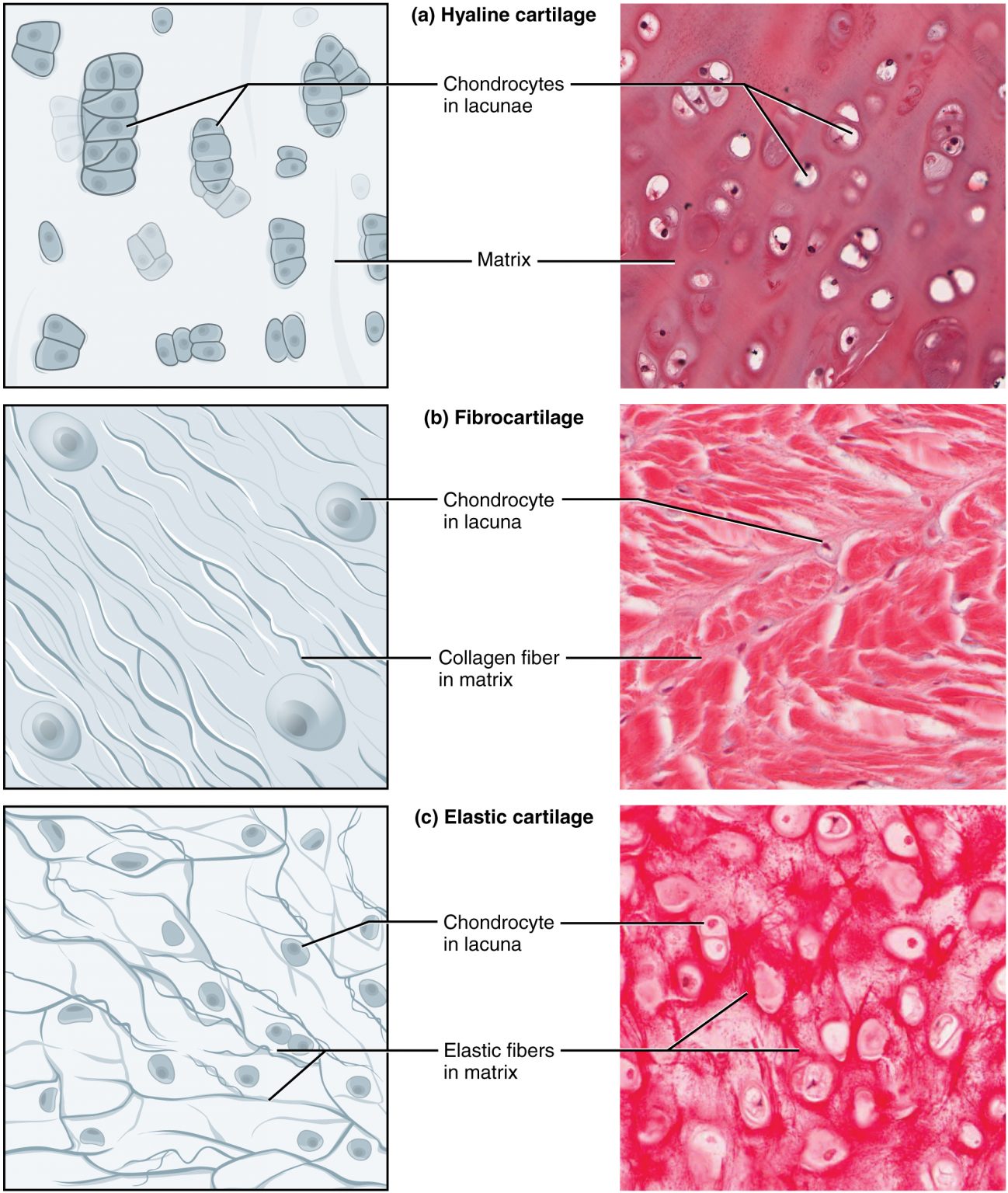 Chapter 4 The Tissue Level of Organization – Anatomy and Physiology ...