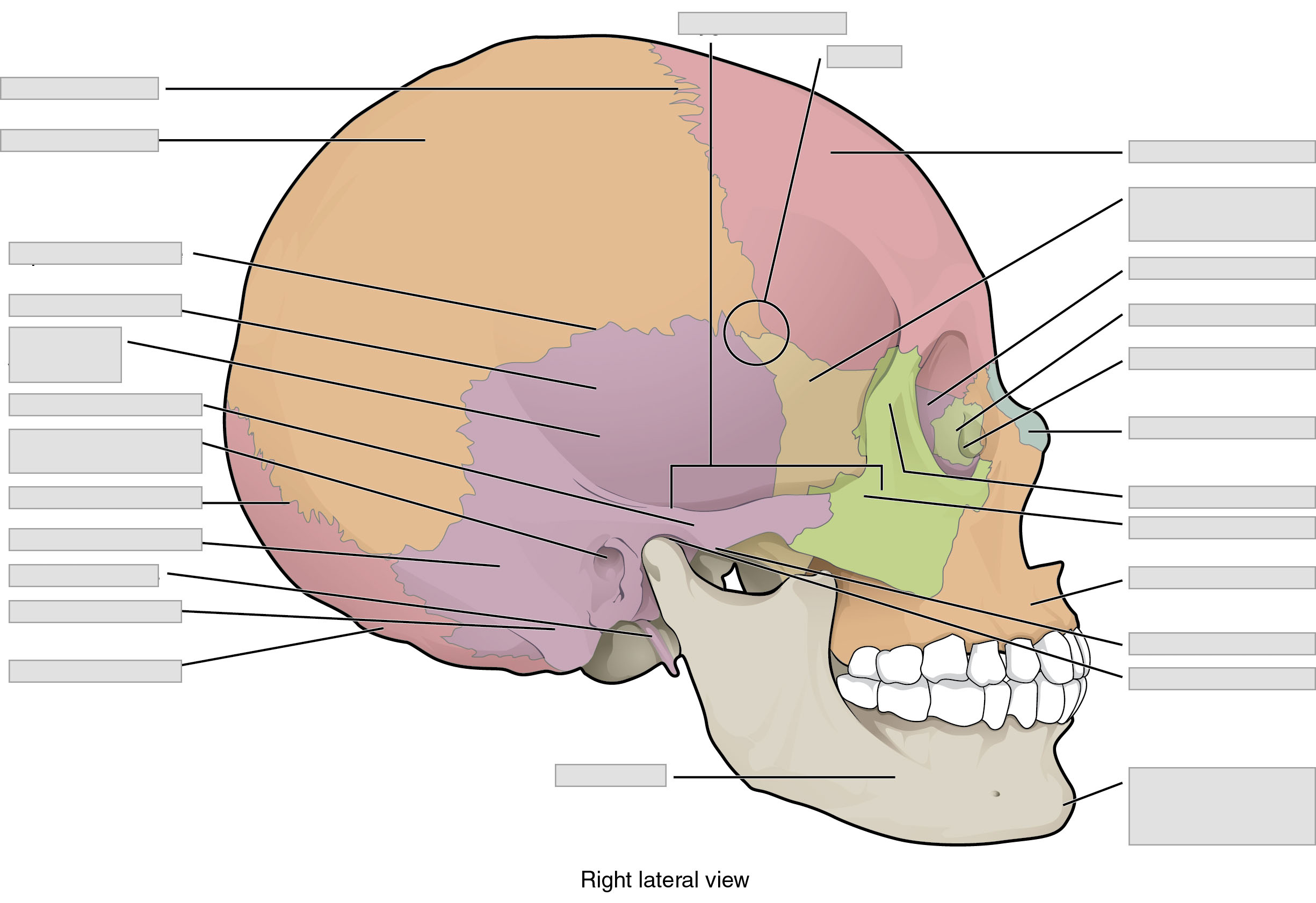 Axial Skeleton