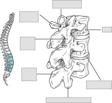 Chapter 7 Axial Skeleton – Anatomy and Physiology Laboratory Manual for ...