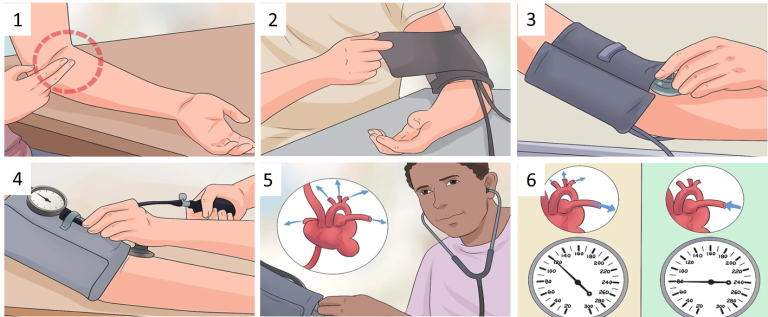 Chapter 20 The Cardiovascular System: Blood Vessels and Circulation ...